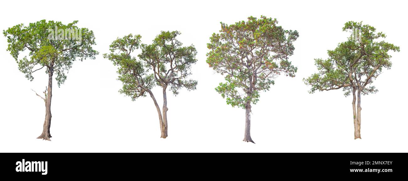 Set of tree isolated on white background Stock Photo - Alamy
