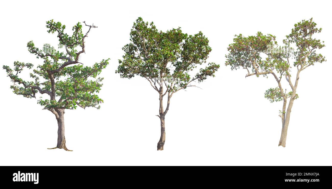 Set of tree isolated on white background Stock Photo - Alamy