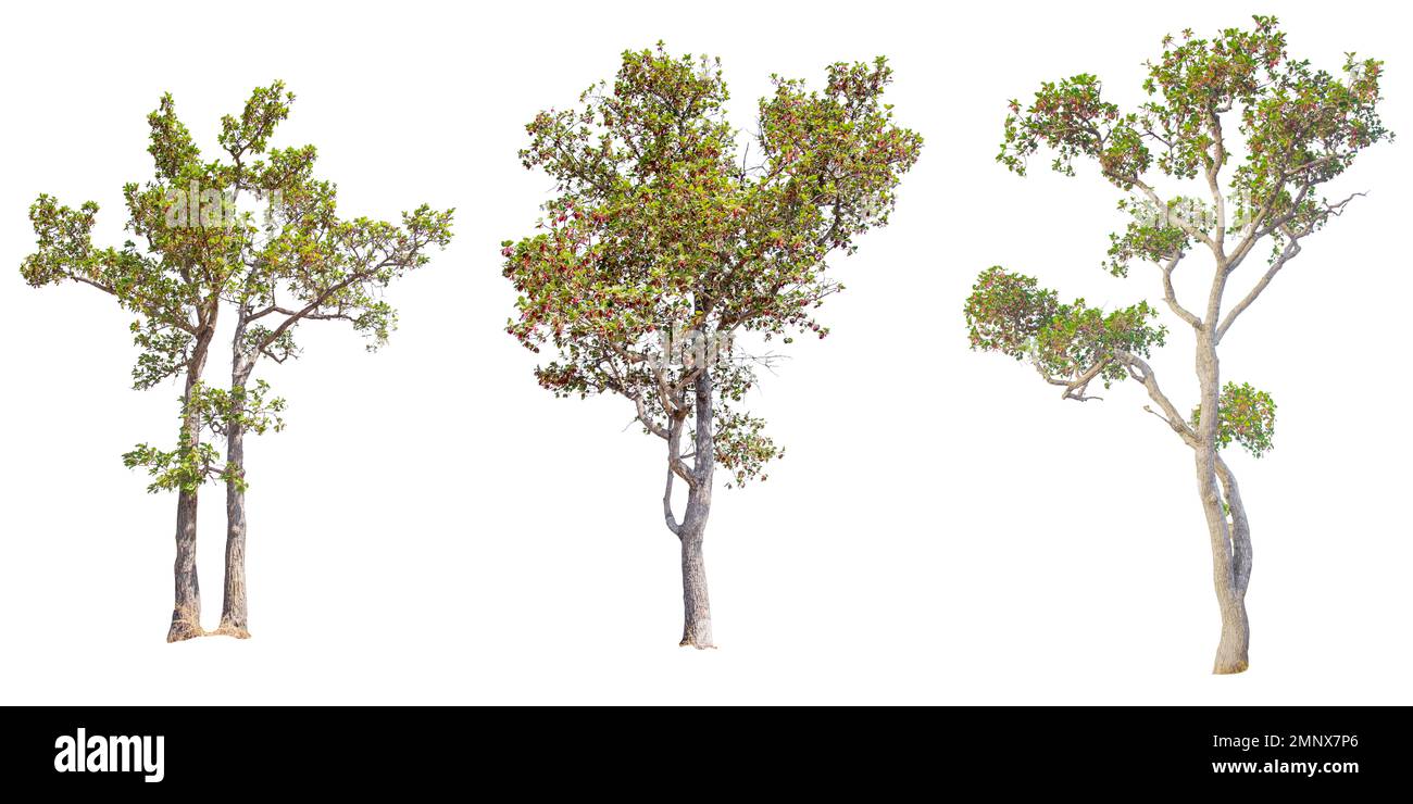 Set of tree isolated on white background Stock Photo - Alamy