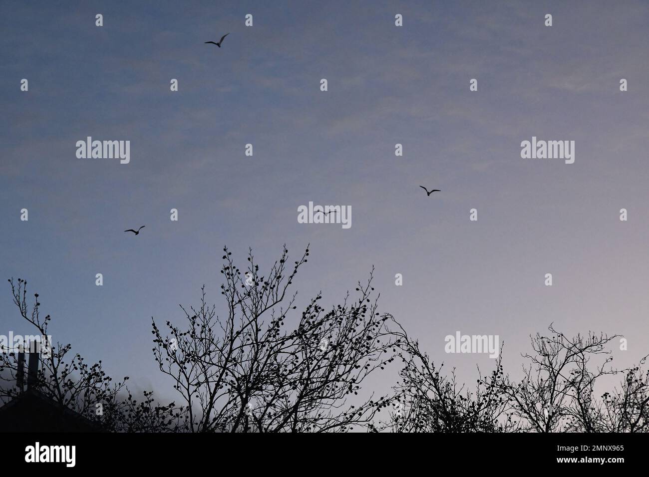 Copenhagen/Denmark/31 January 2023/ Weather cold winter morning and ...