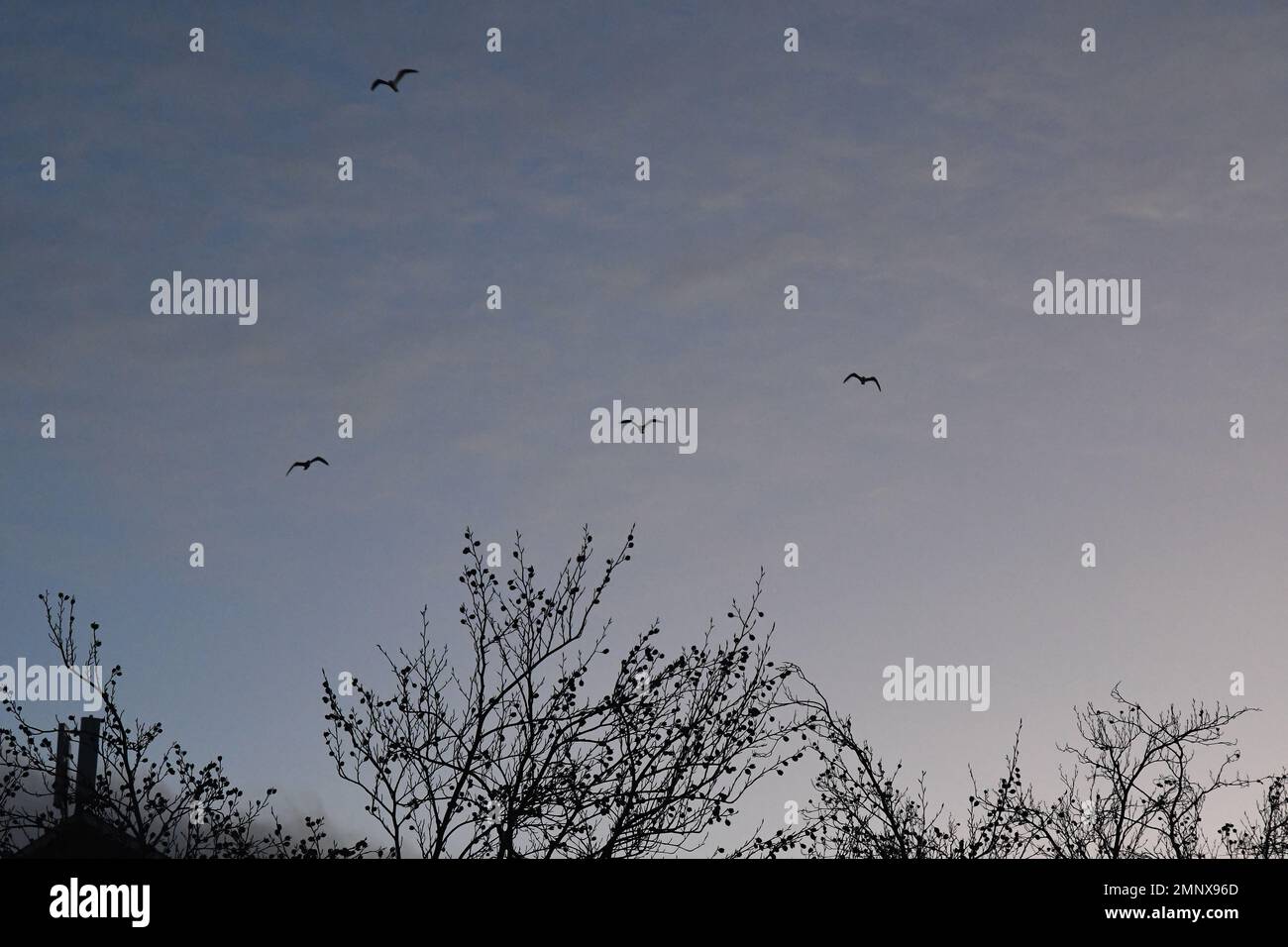 Copenhagen/Denmark/31 January 2023/ Weather cold winter morning and ...