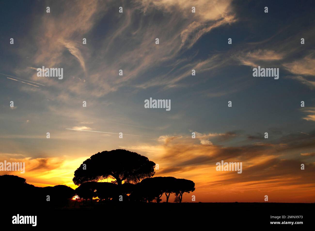 Tree sihouettes hi-res stock photography and images - Alamy