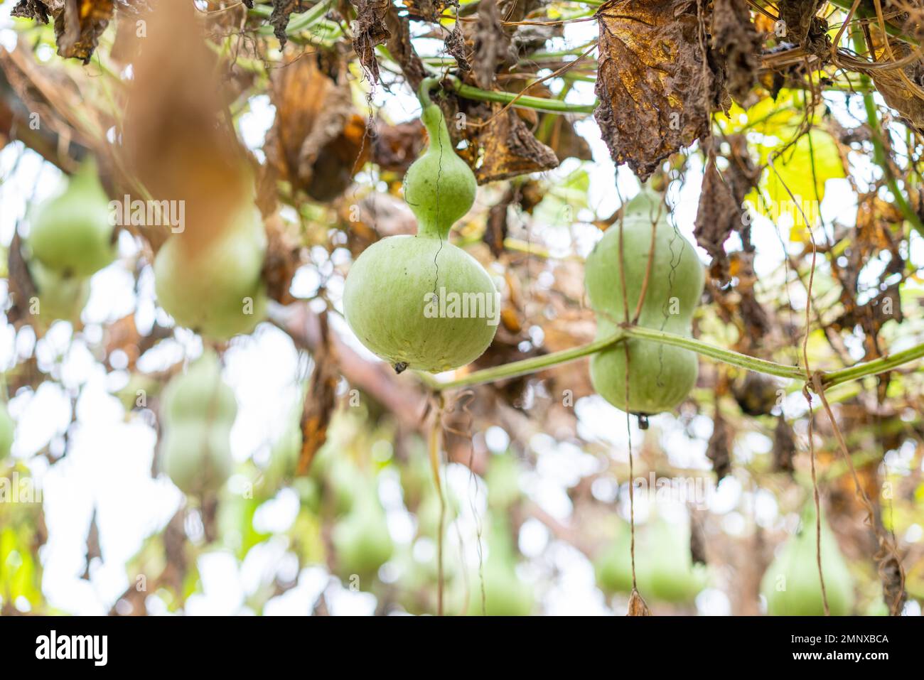 The gourd vine Stock Photo - Alamy
