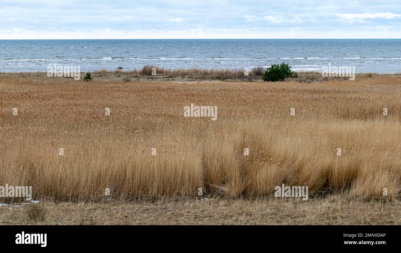 Reed fields hi-res stock photography and images - Alamy