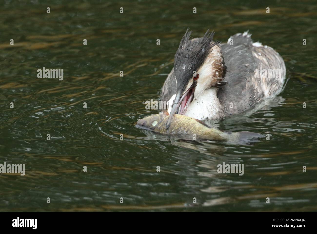 A Great crested Grebe, Podiceps cristatus, swimming on a lake with a ...