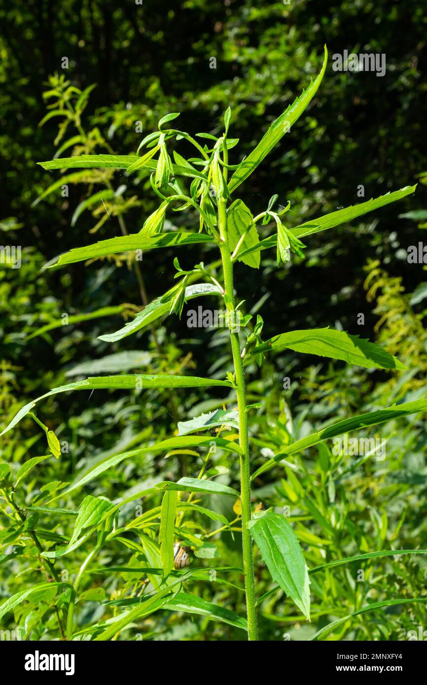 Solidago canadensis, known as Canada goldenrod or Canadian goldenrod ...