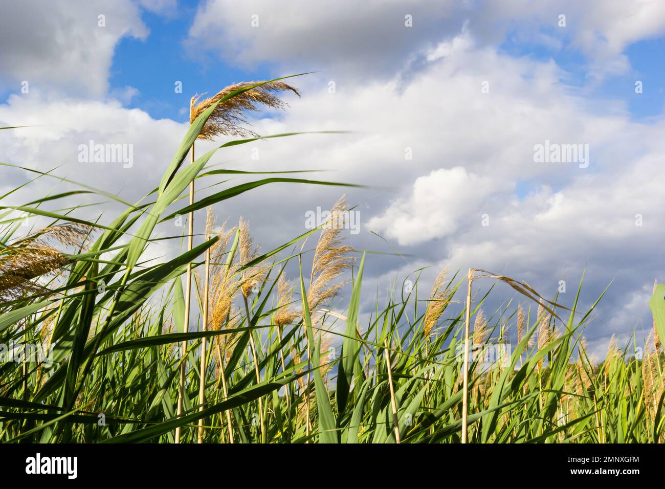 Common reed Phragmites australis. Thickets of fluffy dry trunks of ...