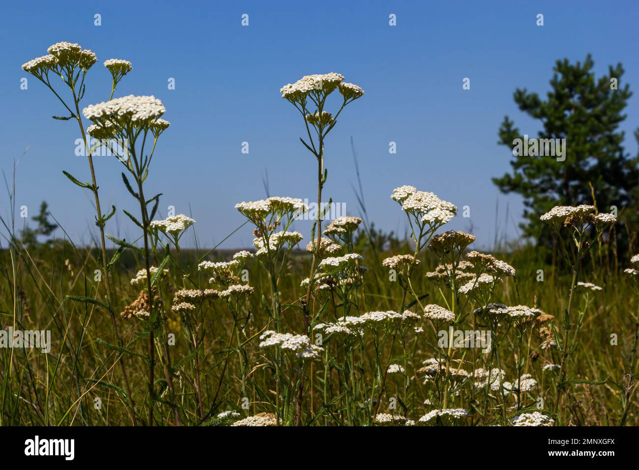 Achillea millefolium, commonly known as yarrow or common yarrow, is a ...