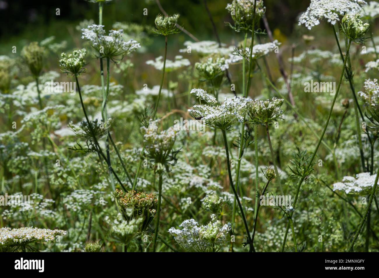 Daucus carota inflorescence, showing umbellets. White small flowers on ...