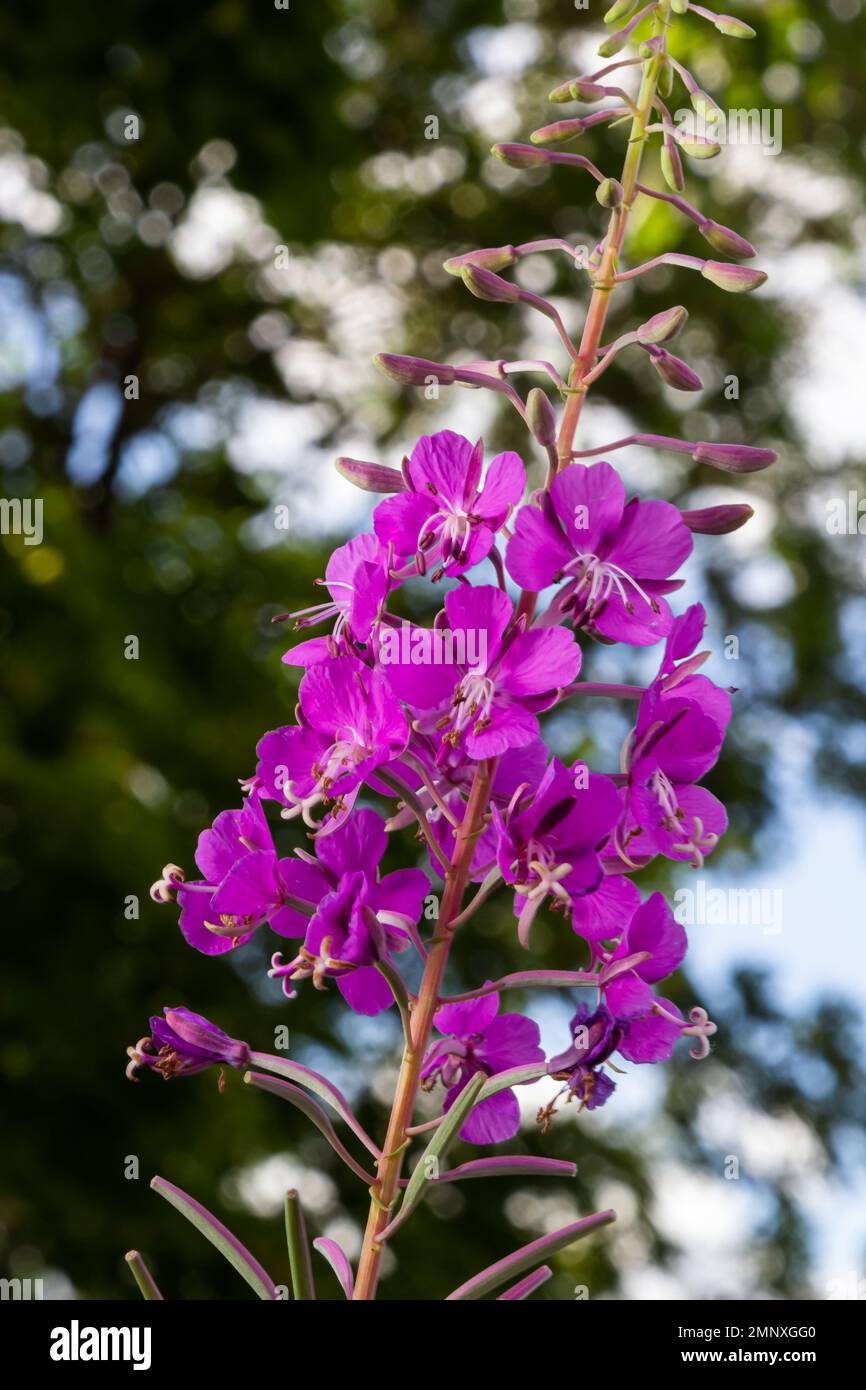 Ivan chai, Chamaenerion angustifolium, fireweed, great willowherb, rosebay willowherb, perennial ...