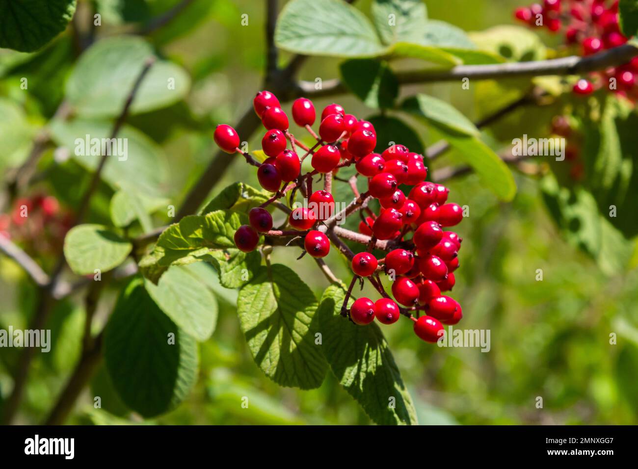 The fruit Viburnum lantana. Is an green at first, turning red, then ...