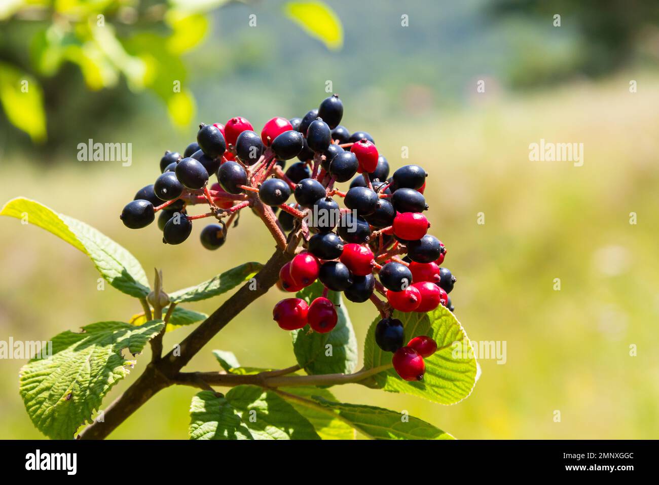 The fruit Viburnum lantana. Is an green at first, turning red, then ...