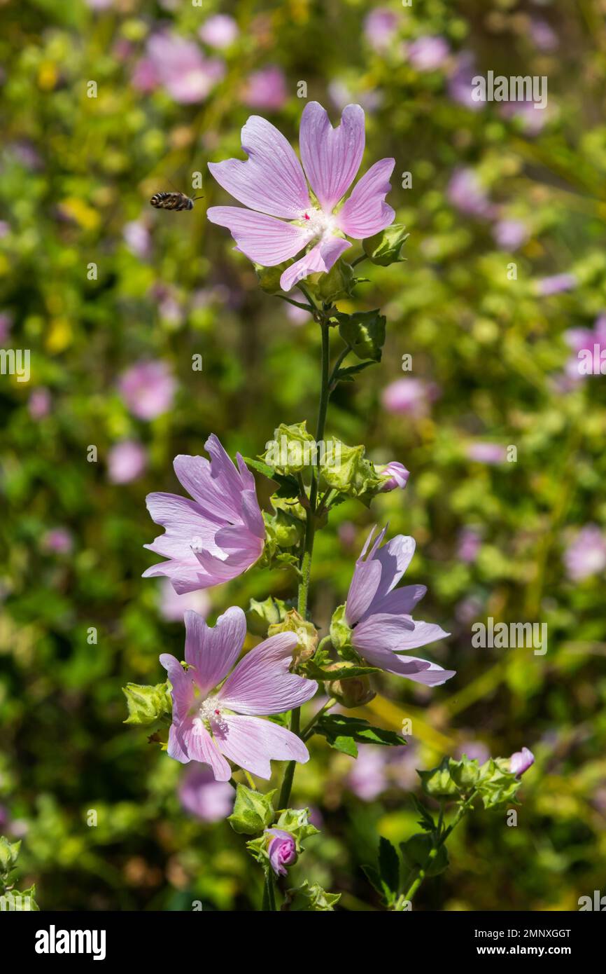 Malva thuringiaca Lavatera thuringiaca, the garden tree-mallow, is a ...