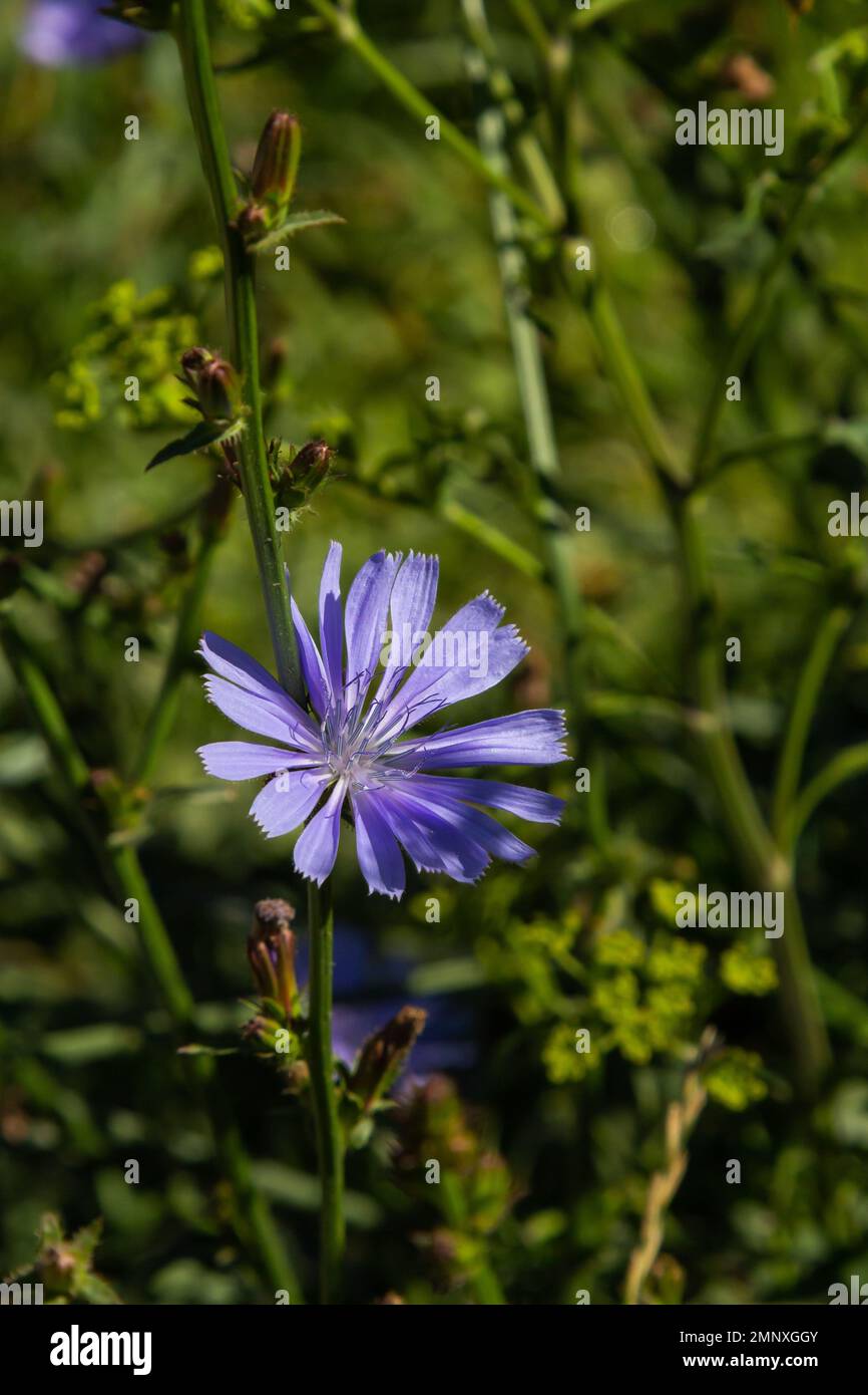 Closeup beautiful chicory flowers hi-res stock photography and images ...