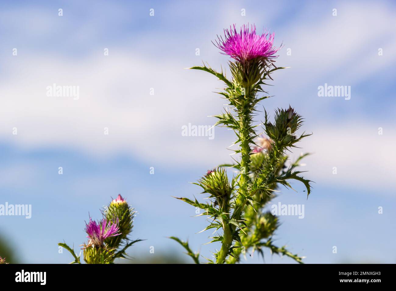 Blessed milk thistle flowers in field, close up. Silybum marianum ...