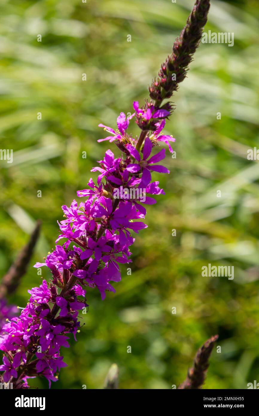 Lythrum salicaria - purple loosestrife, spiked loosestrife, purple ...
