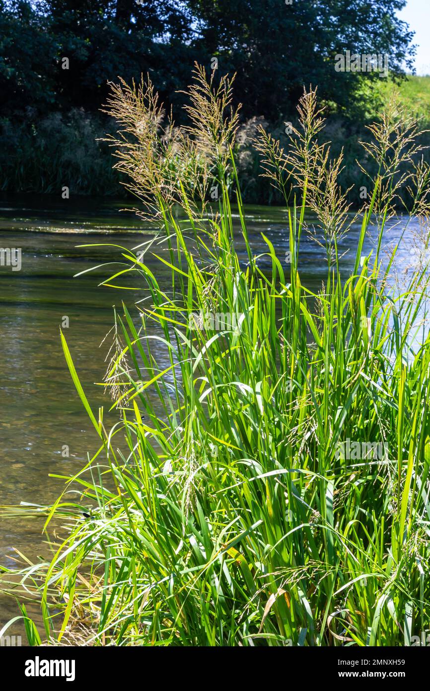Glyceria maxima, commonly known as great manna grass, reed mannagrass ...