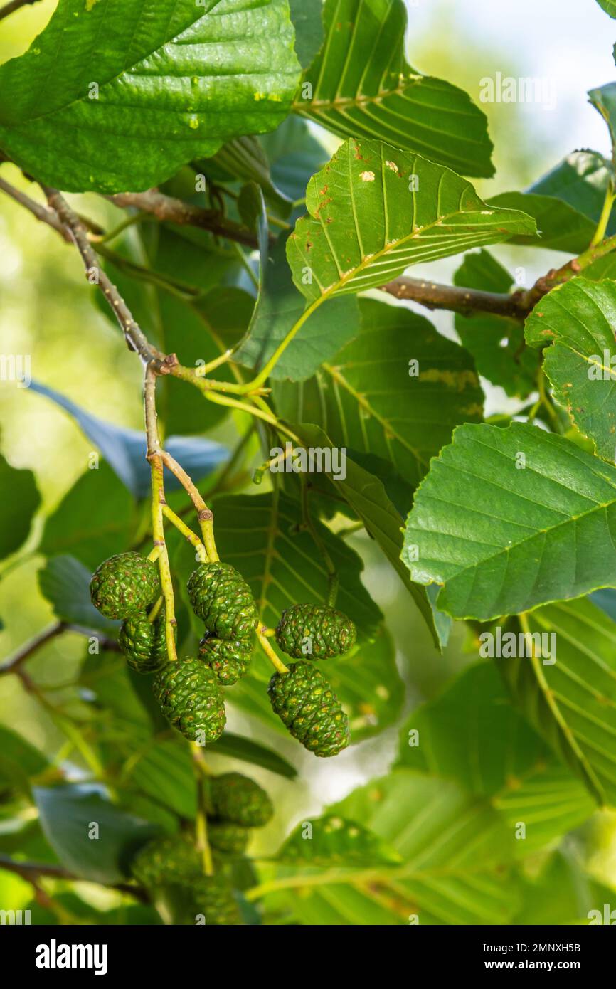 A branch of alder leaves and green cones. Branch of Alnus glutinosa ...