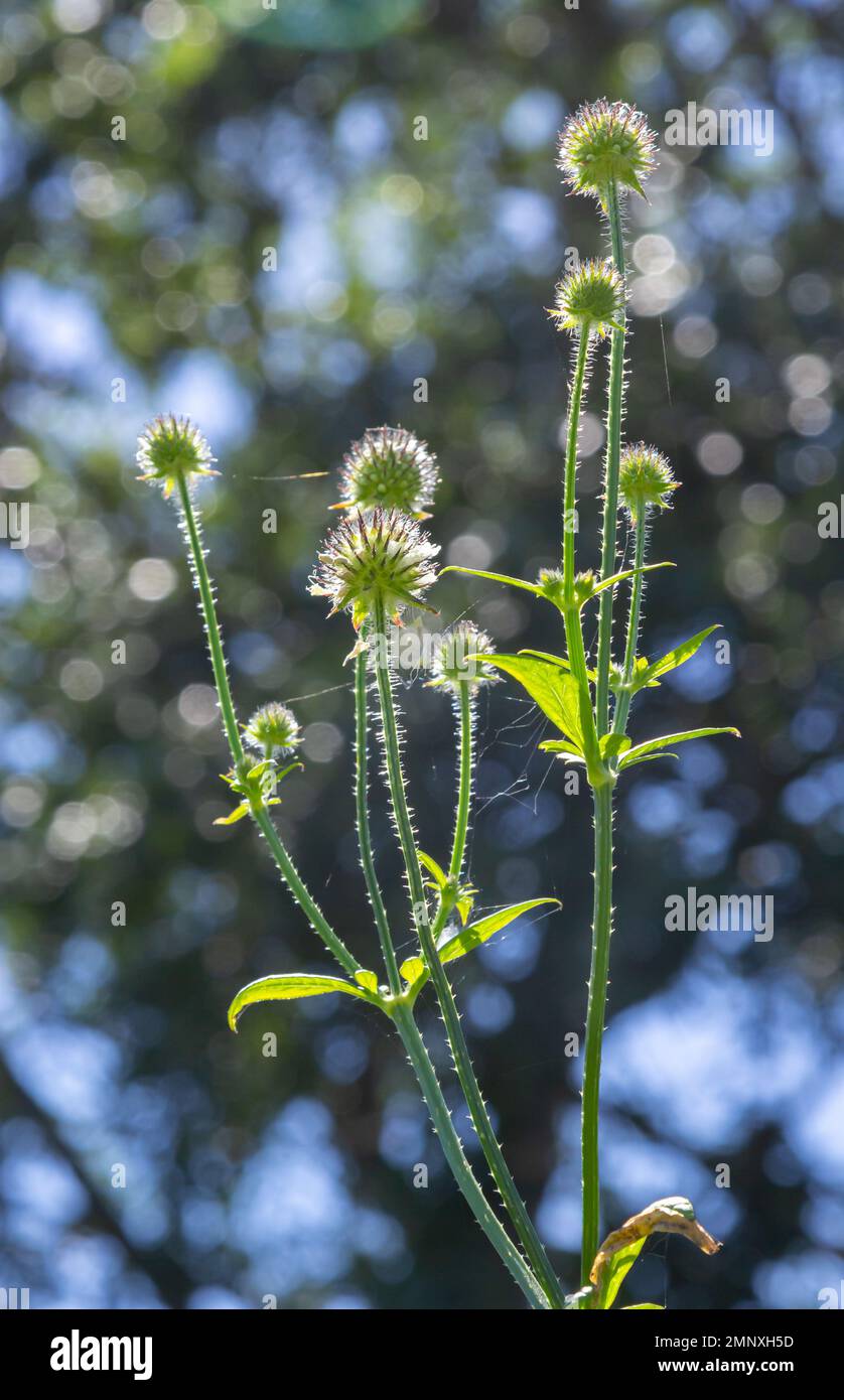 Teasel in bud hi-res stock photography and images - Alamy