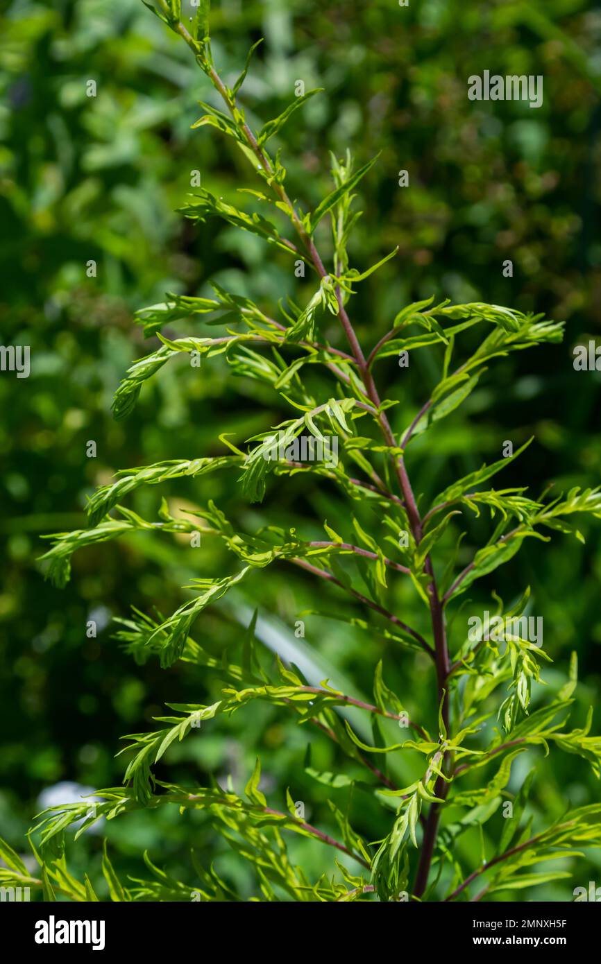 Solidago canadensis, known as Canada goldenrod or Canadian goldenrod ...