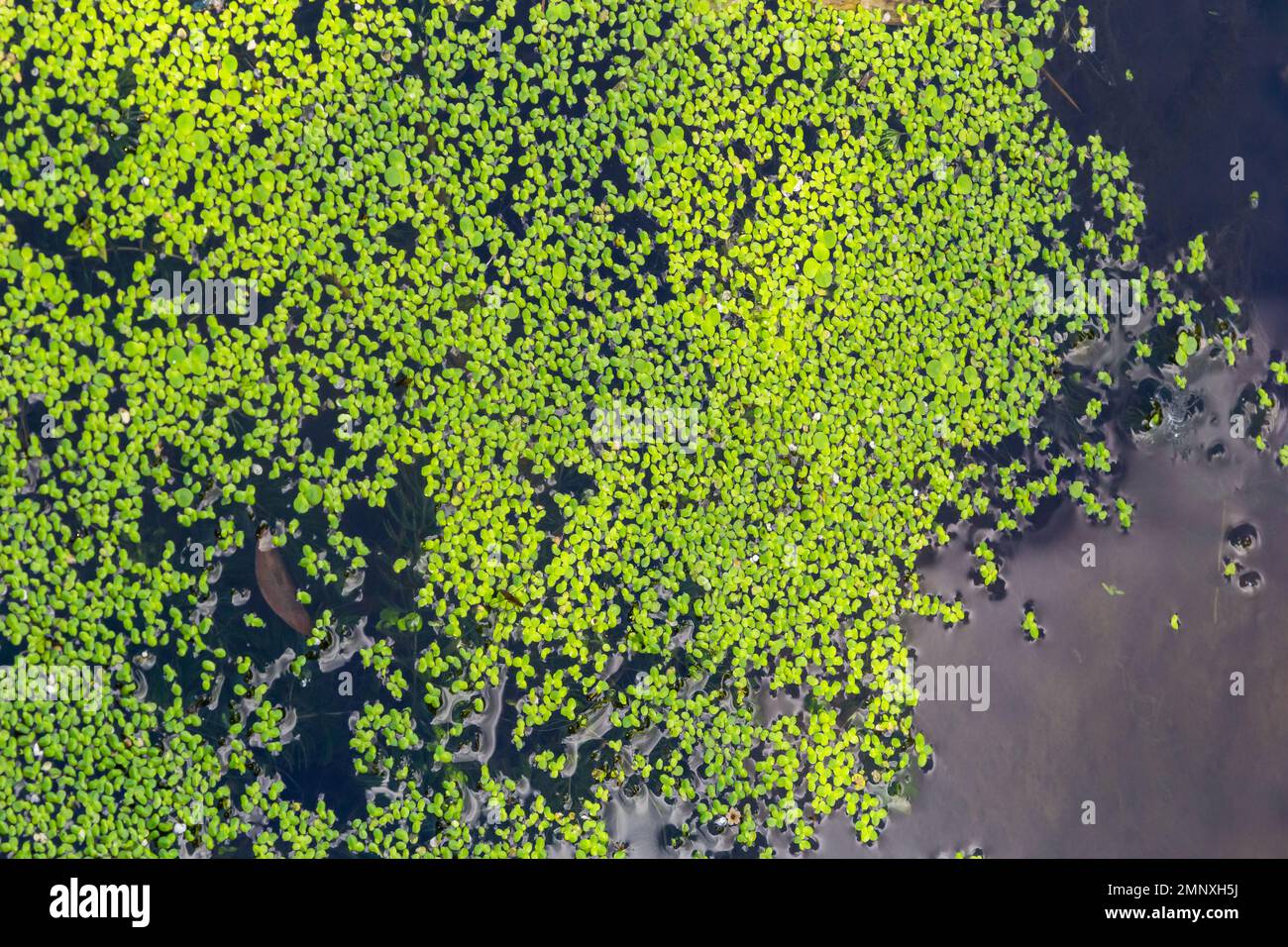 Duckweed, Natural Green Duckweed on The water for background or texture ...