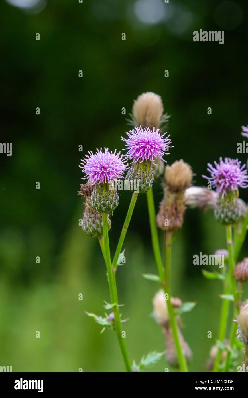 Flowering creeping thistle Cirsium arvense, also Canada thistle or ...