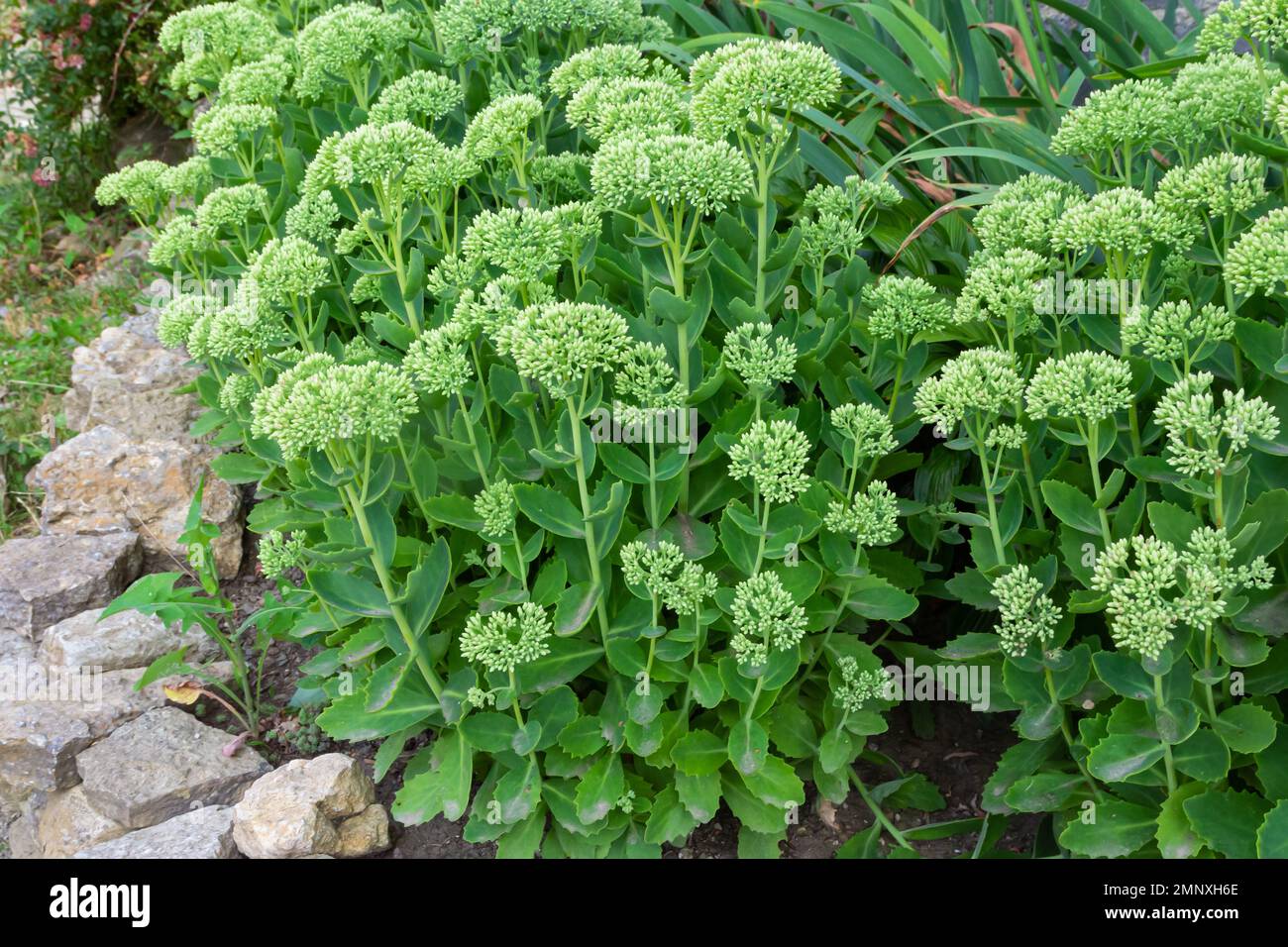 Orpine hi-res stock photography and images - Alamy