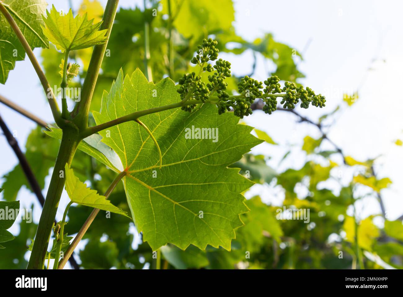 Flowering grapes against the blue sky. Flowering vine. Grape vine with ...