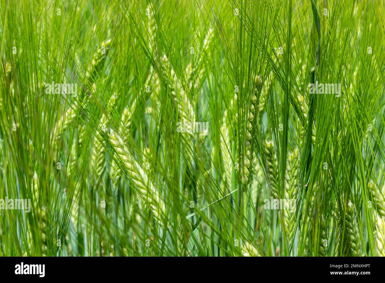 agricultural field where green rye grows, agriculture for obtaining ...