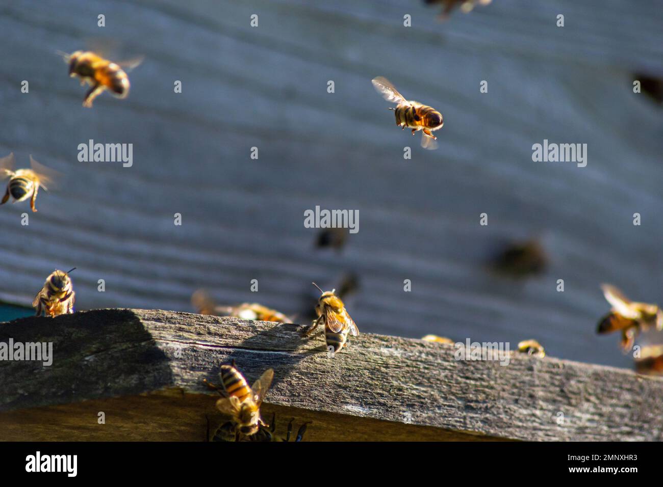Close up of flying bees. Wooden beehive and bees. Plenty of bees at the ...
