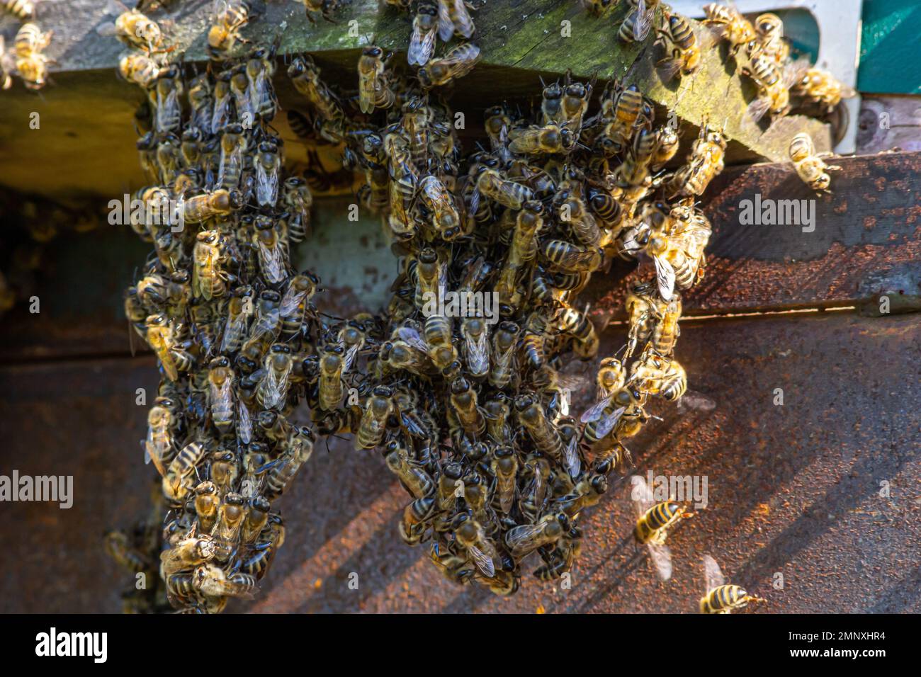 swarm of honey bees flying around beehive. Bees returning from ...