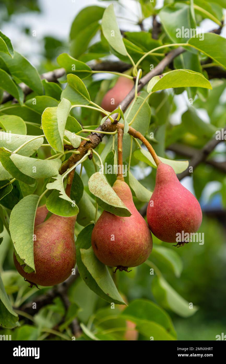 Pear tree garden hi-res stock photography and images - Alamy