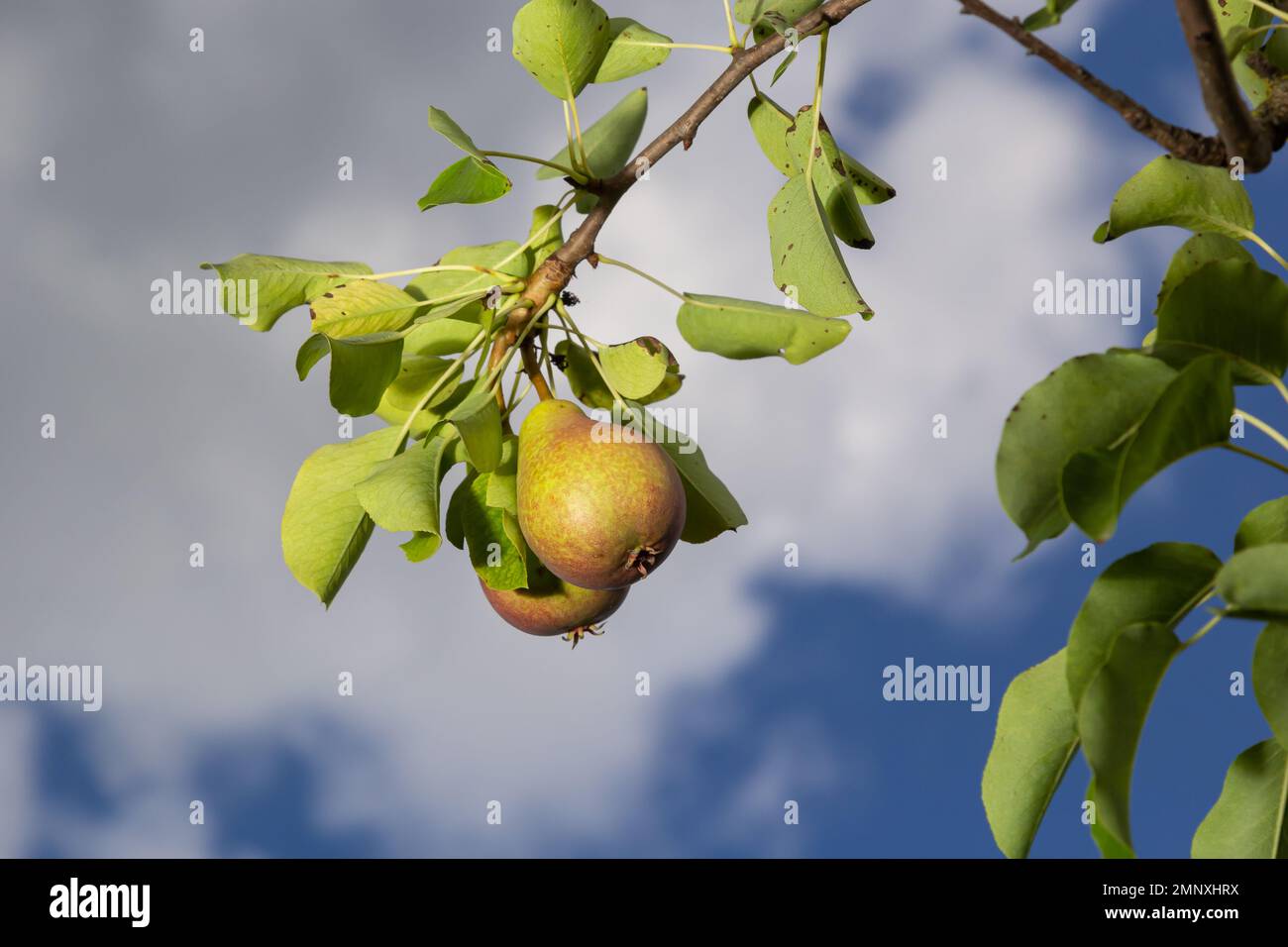 Pear tree. Pear green garden with fruit. Natural environment, outdoors ...