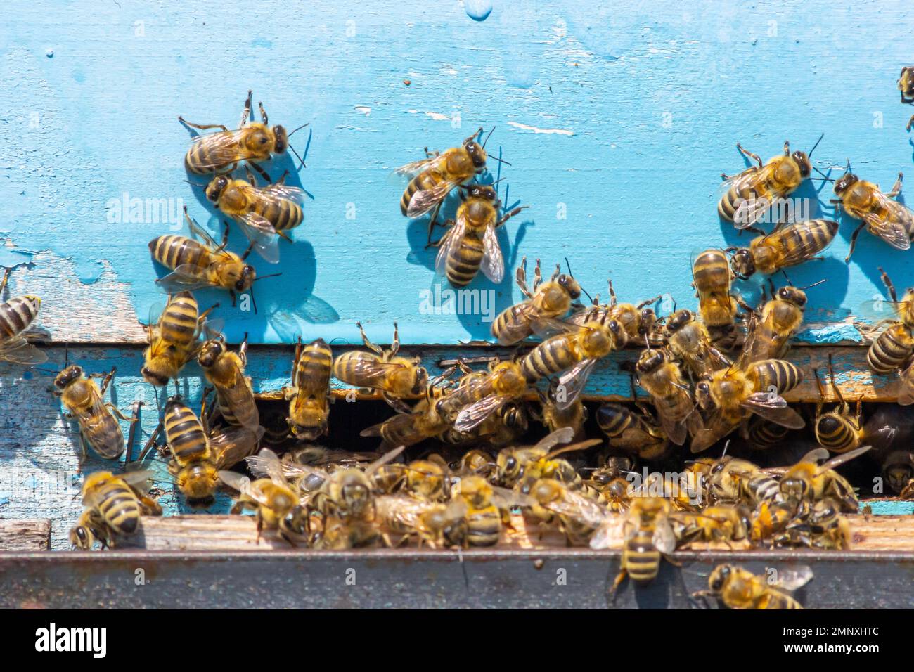 Close up of flying bees. Wooden beehive and bees. Plenty of bees at the ...