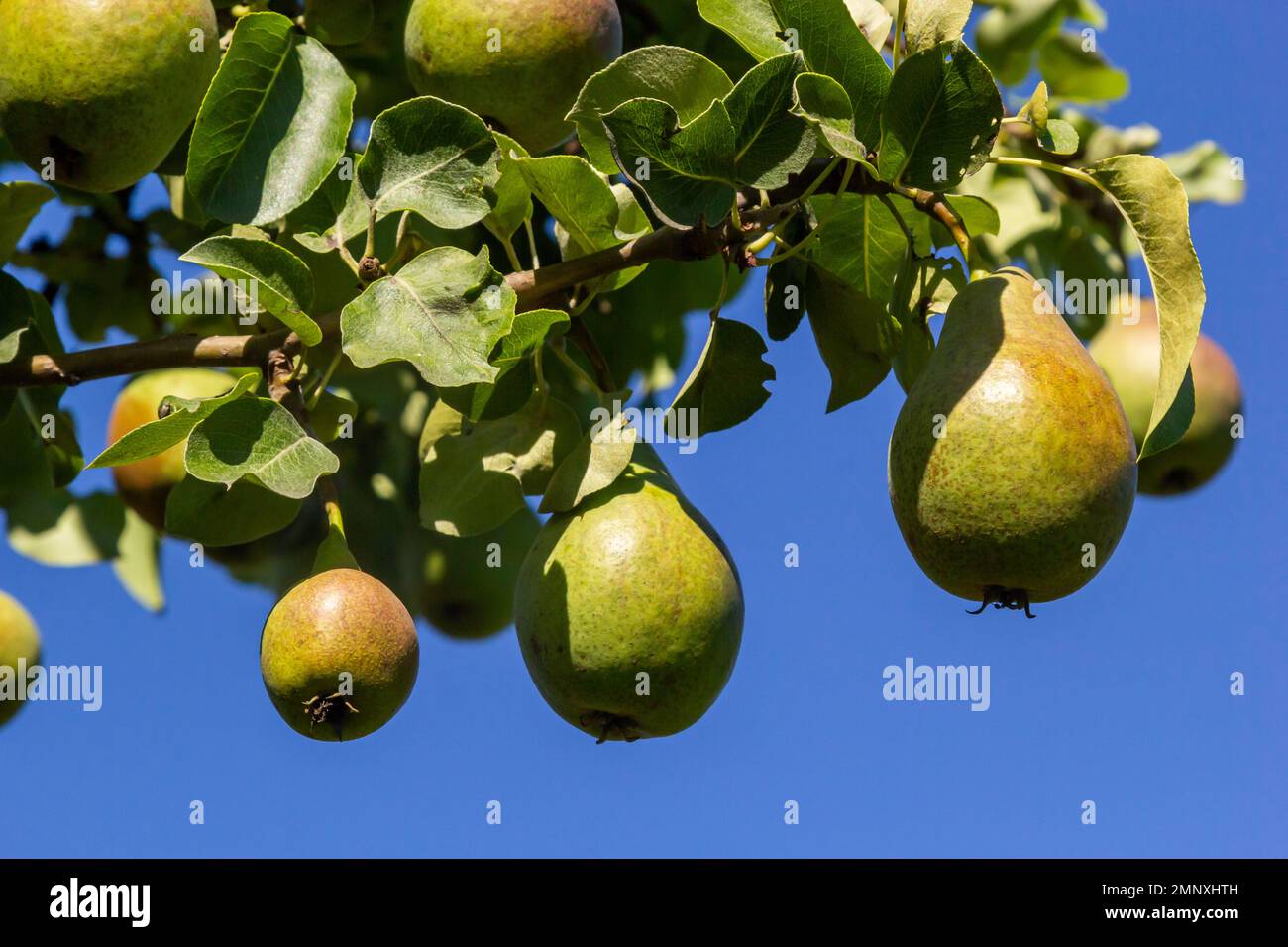 A bunch of pears in the tree. Benefits of pears. Blue sky Background ...