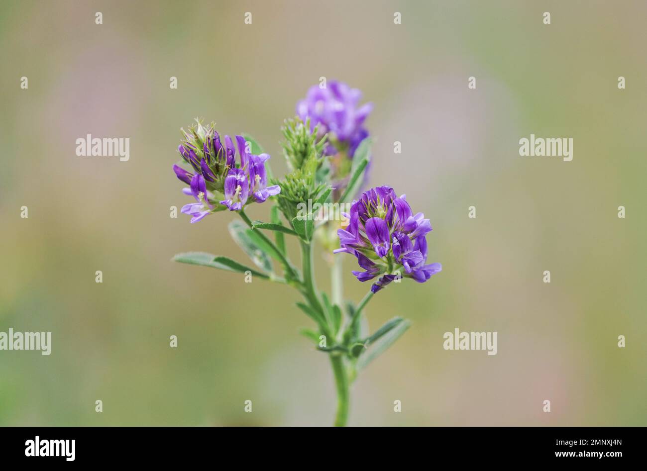 Alfalfa. Purple flowers of the plant close-up. Medicago sativa Stock ...