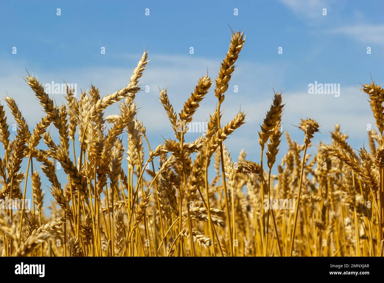 Fully ripe hi-res stock photography and images - Alamy