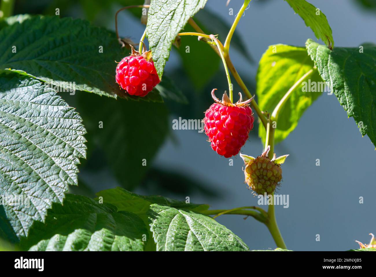 Fruits of raspberry and green leaves on a bush branch Stock Photo - Alamy
