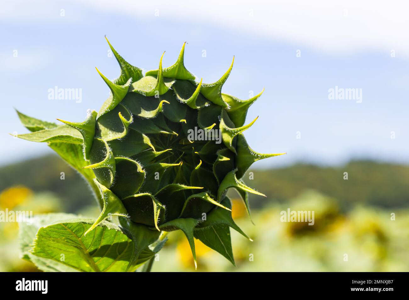 Close up young sunflower the flower is not fully grown in the field and ...