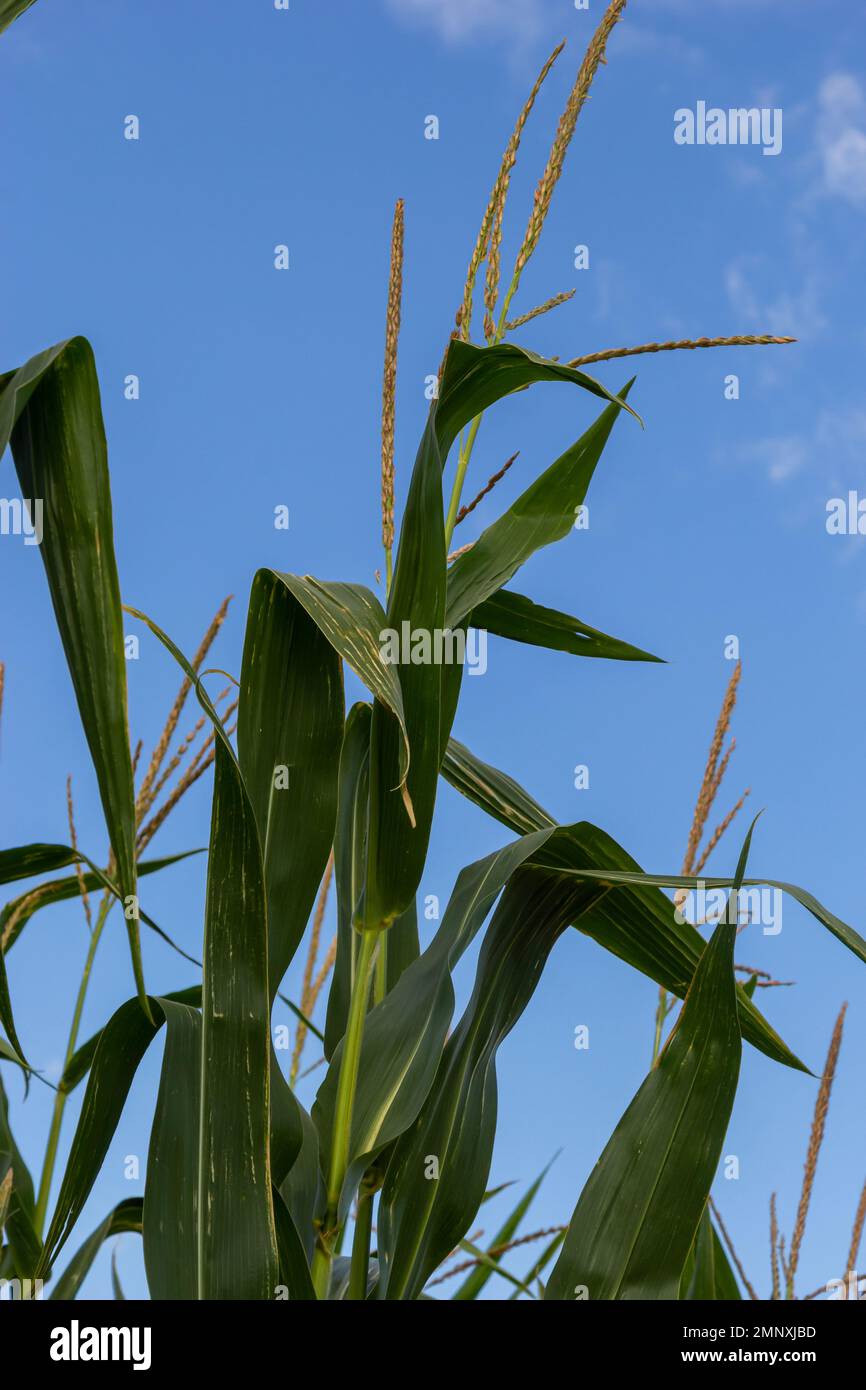 Corn Plantation Food. close up of a corn field in the countryside, many ...
