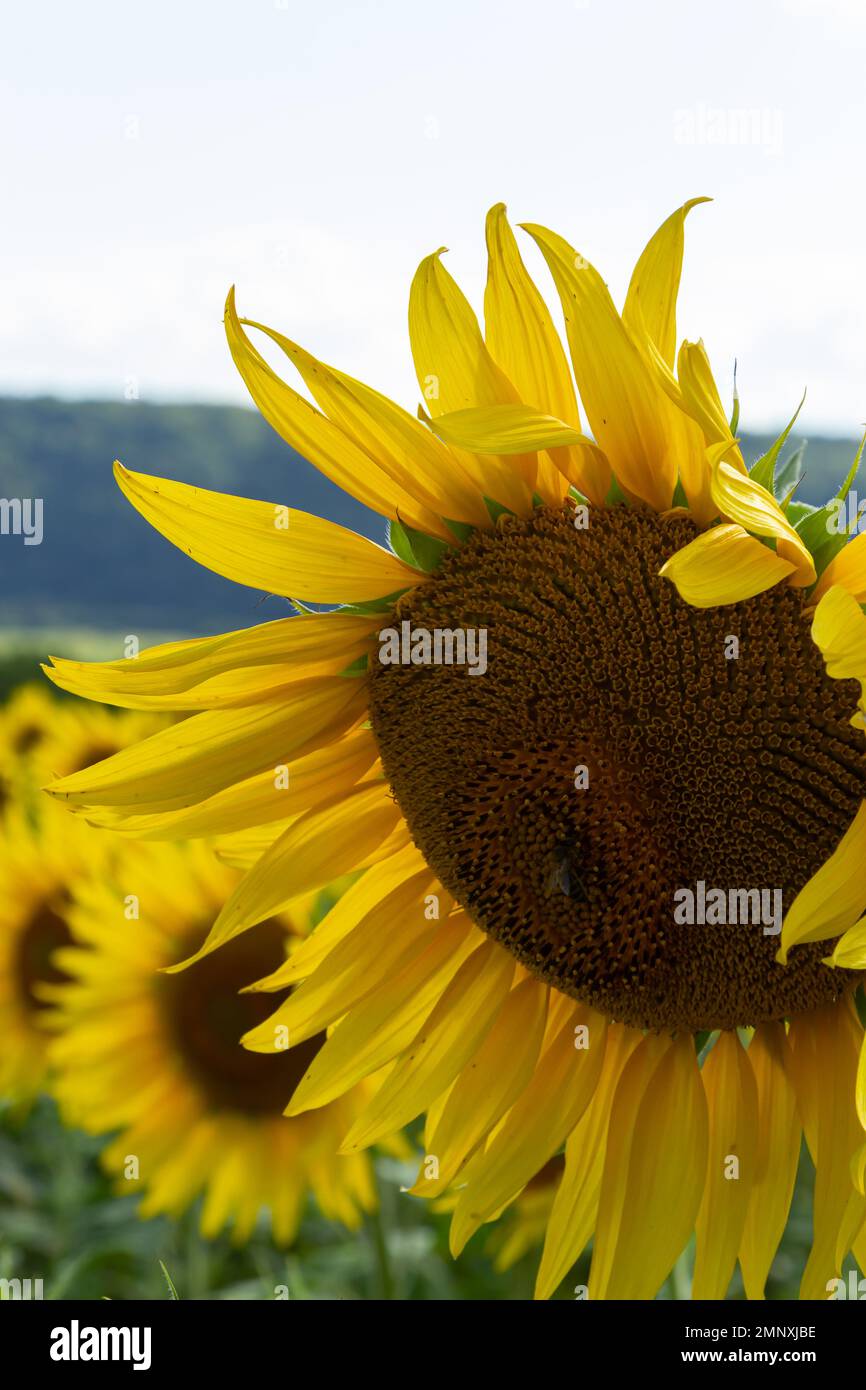 agricultural field with young sunflower at the beginning of flowering ...