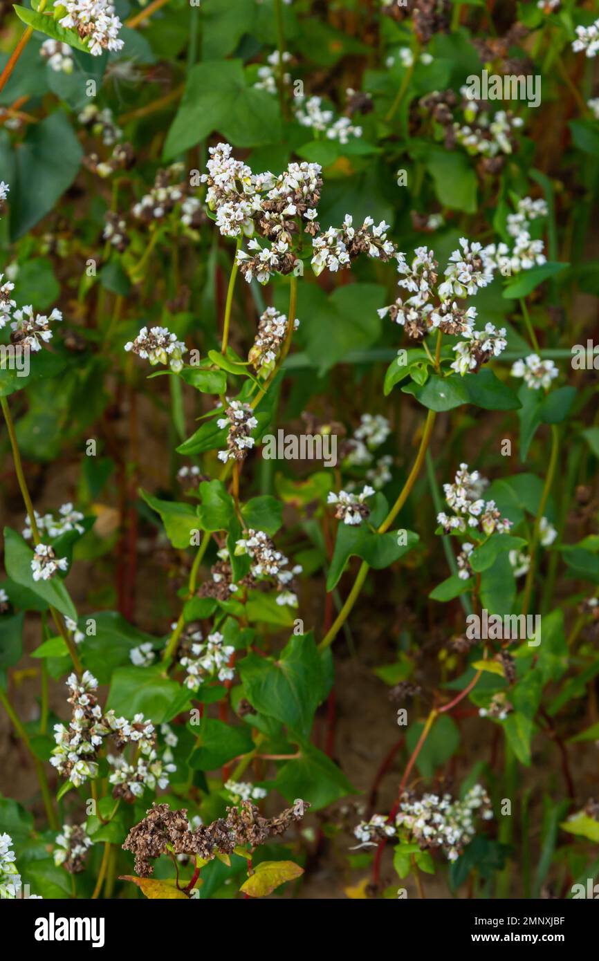Buckwheat Fagopyrum esculentum in flower on the natural background ...