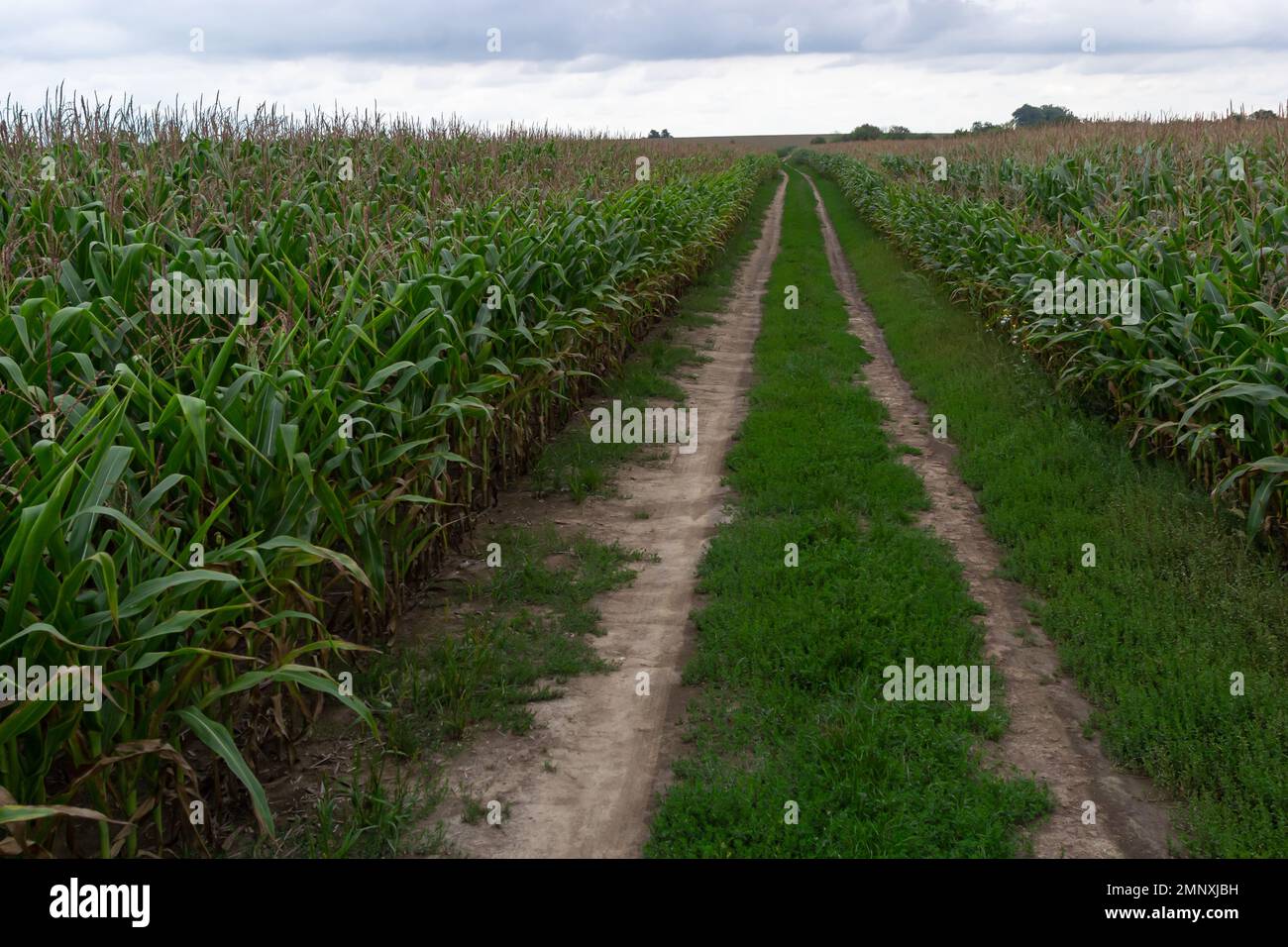 Corn or maize field in organic land agriculture Stock Photo - Alamy