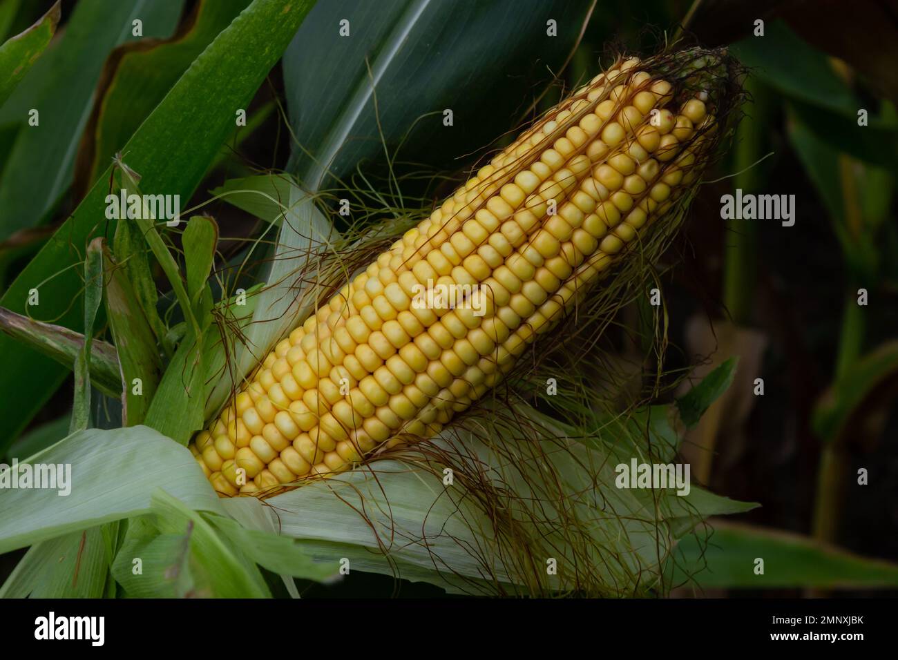 Leaf agriculture farm farming produce hi-res stock photography and ...