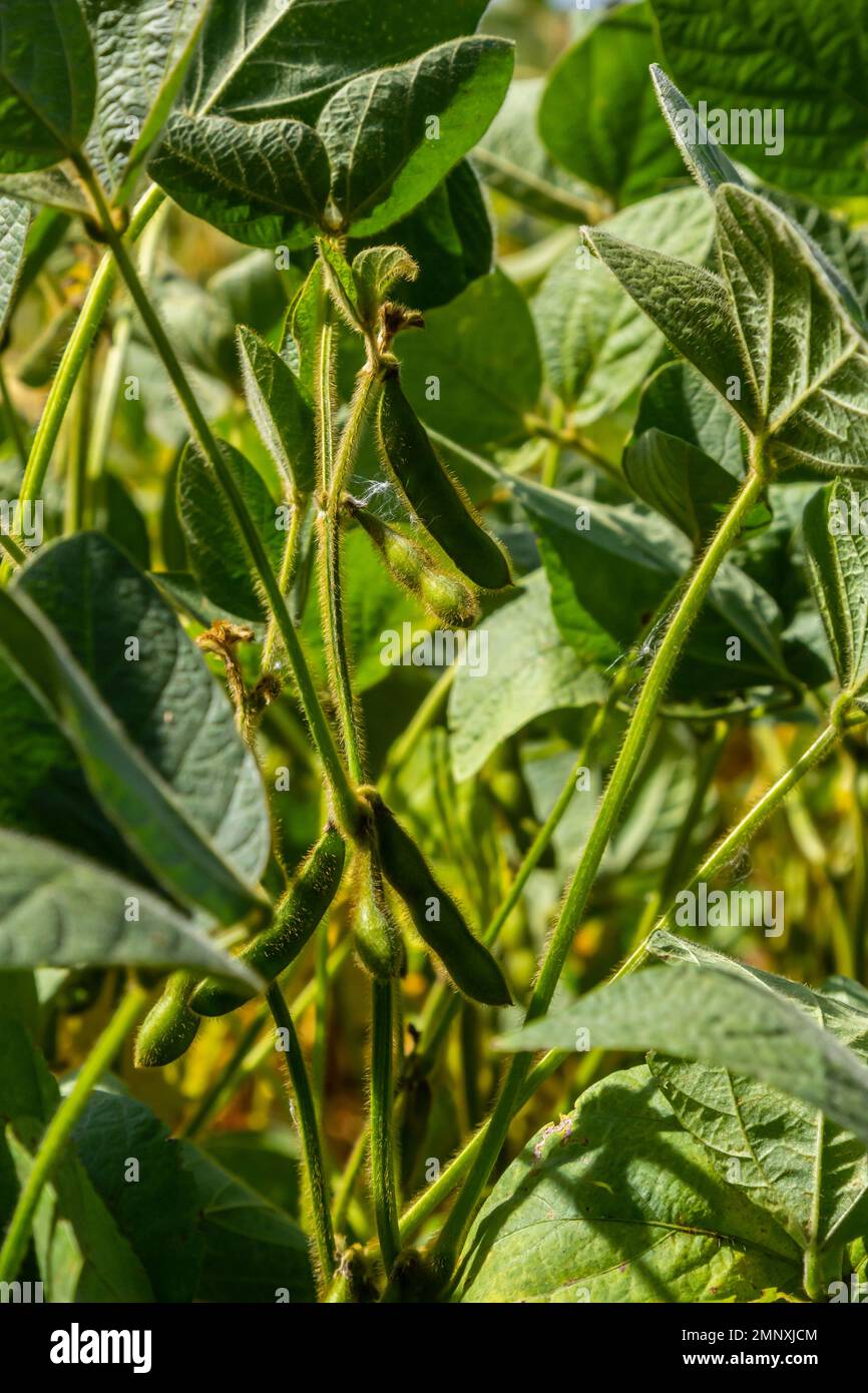 In the middle of the summer on a farm field growing soybeans Stock ...