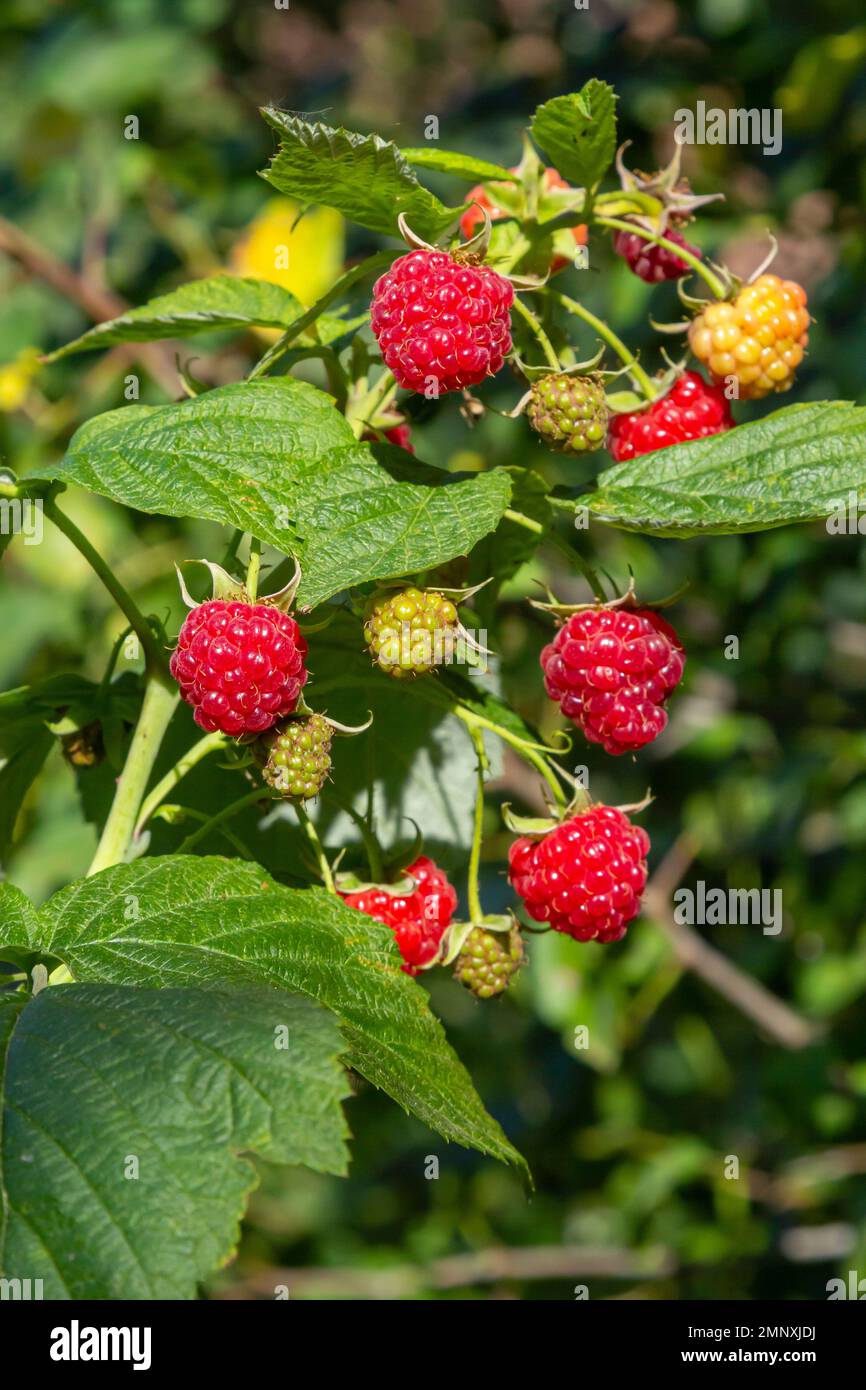 Fruits of raspberry and green leaves on a bush branch Stock Photo - Alamy