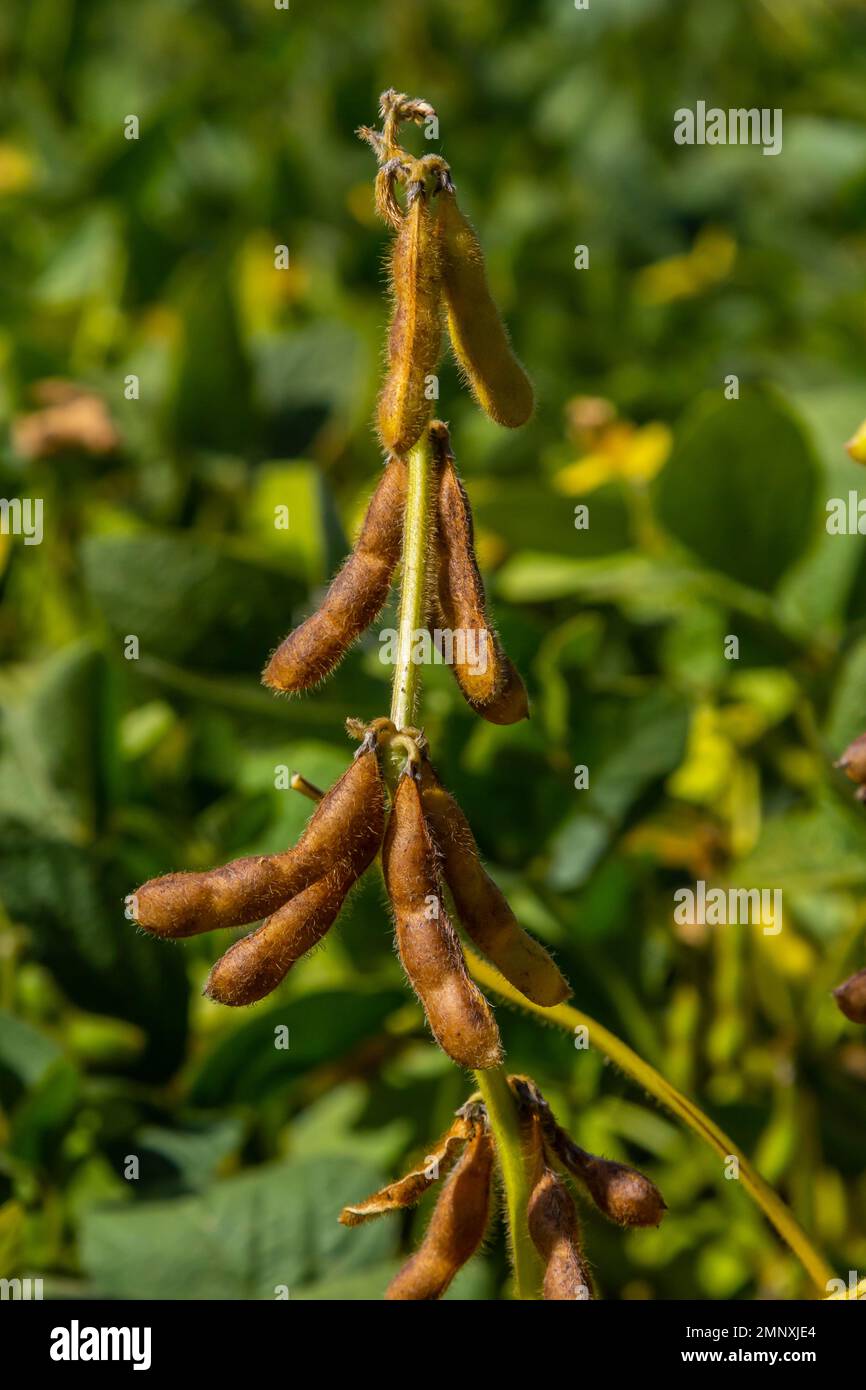 Soybean pods, close up. Agricultural soy plantation and sunshine. Soy ...