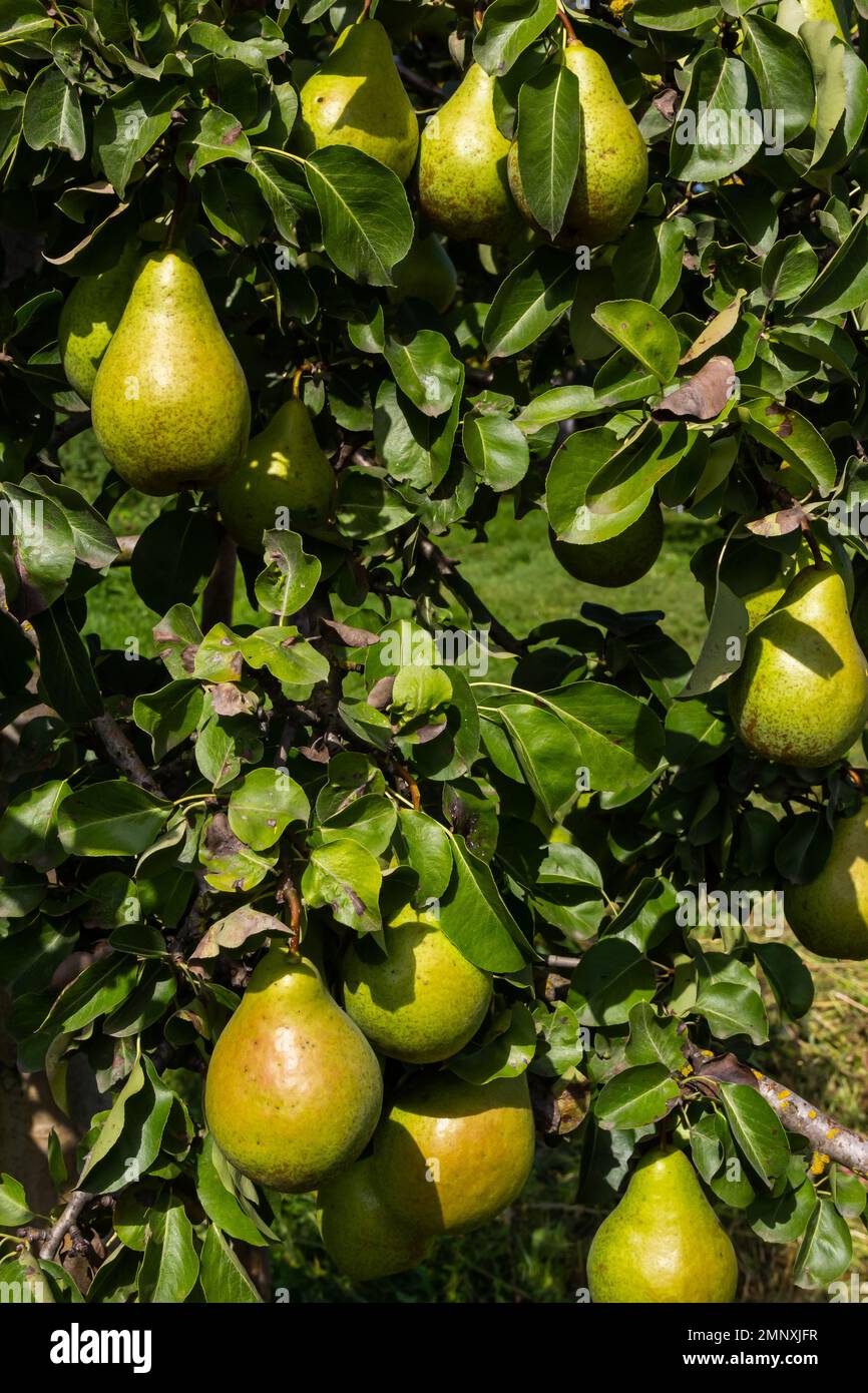 Pear tree Pyrus communis. Ripe pears on a tree in a garden. Close up ...