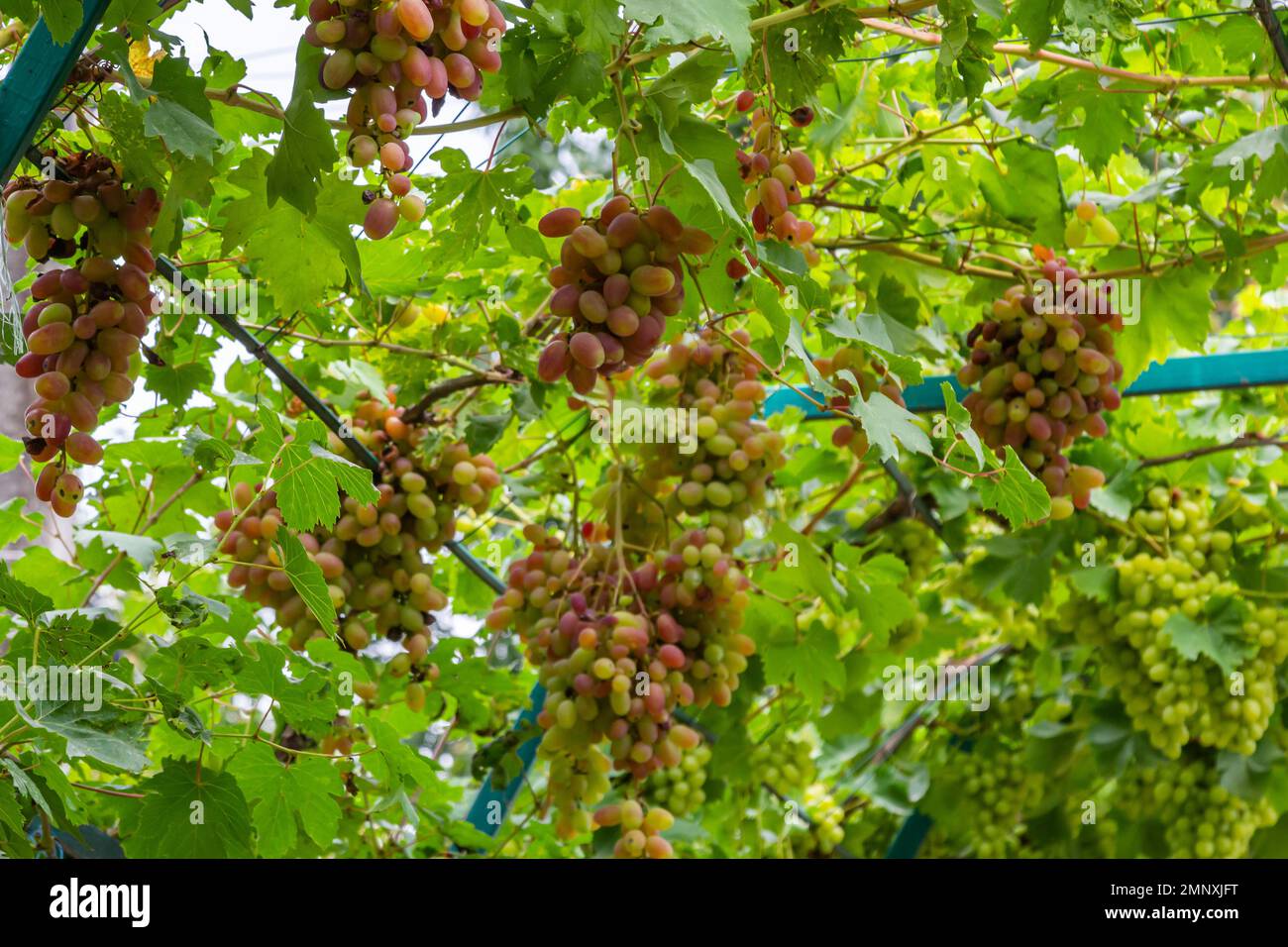 Juicy and tasty big bunches of ripe grapes on plantation bushes Stock ...
