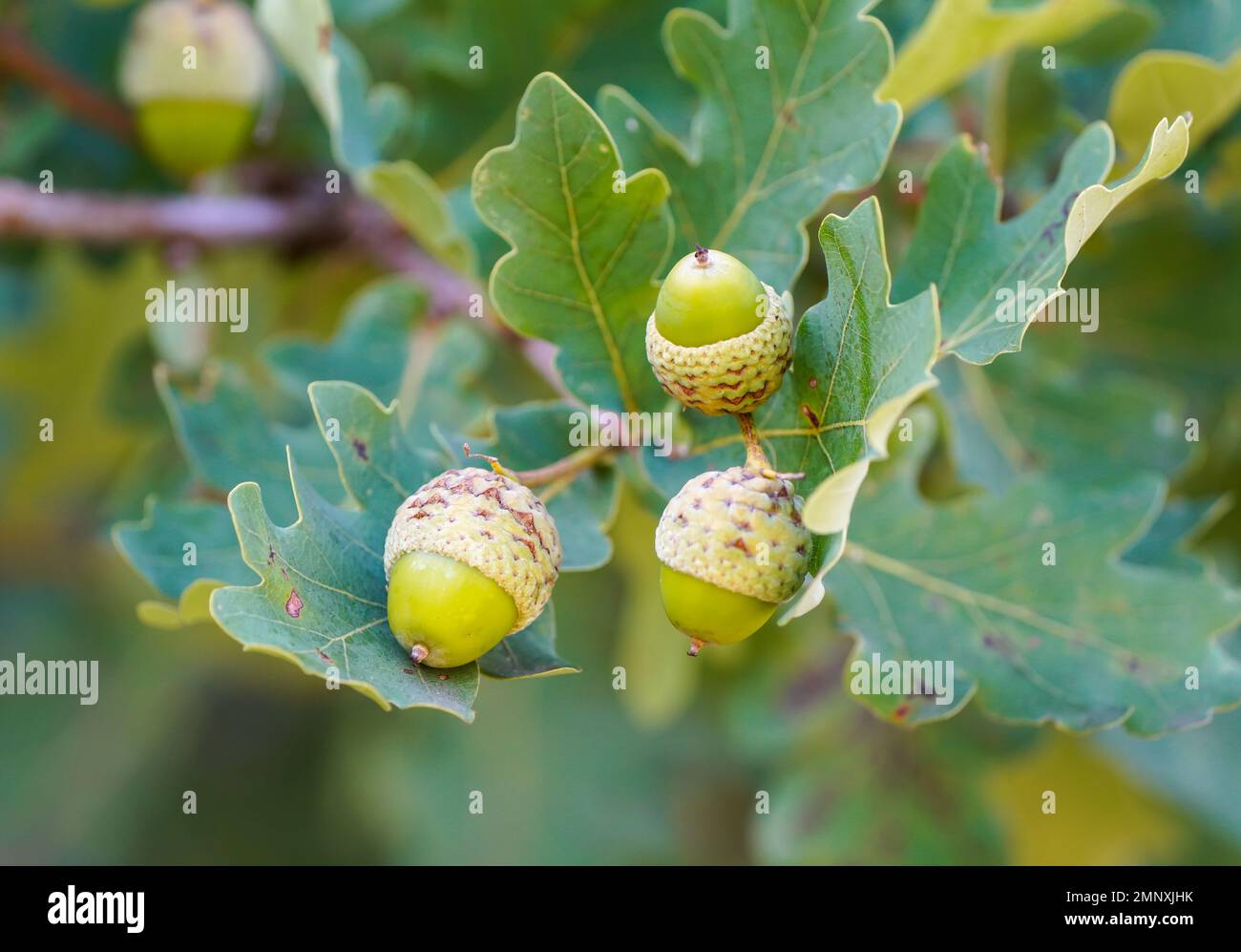 Acorns detail hi-res stock photography and images - Alamy